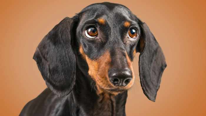 The Dachshund: Exploring Their Traits, Temperament, and History ...