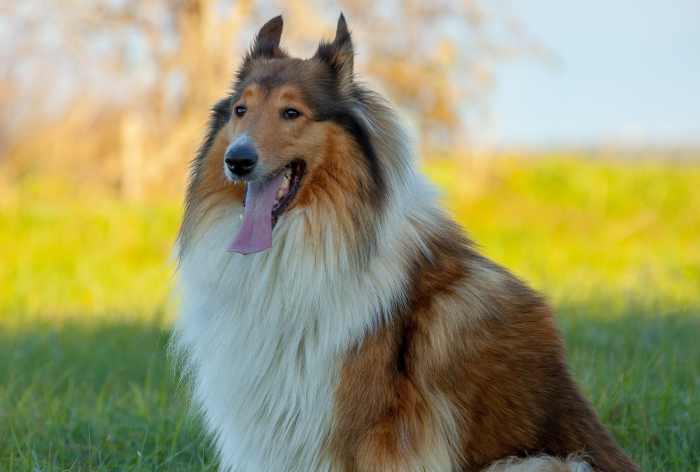 Complete Guide to the Collie: Unveiling the Beauty of this Remarkable ...
