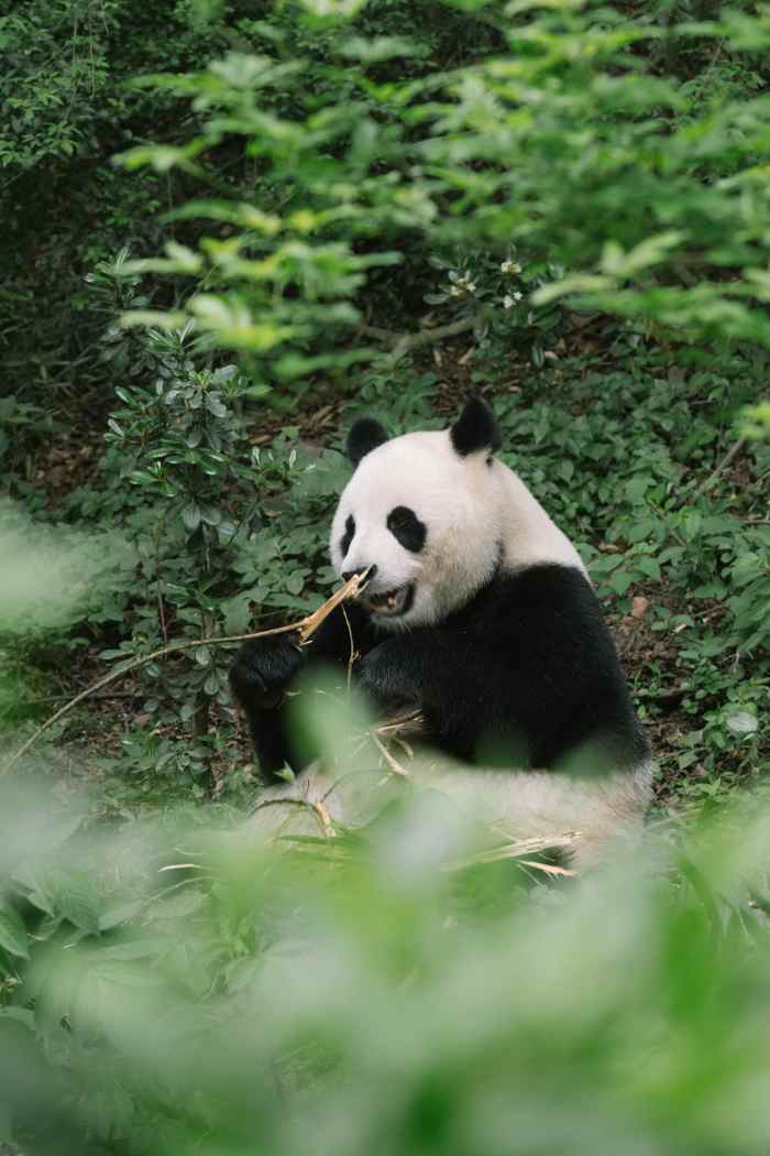 The Amazing World of Panda Bears - HubPages