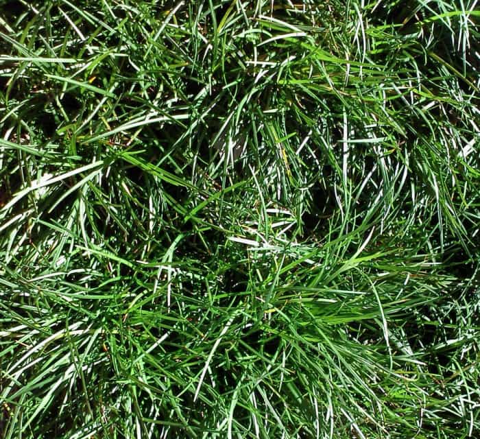 Shady Characters: Ground Covers for Shade - HubPages