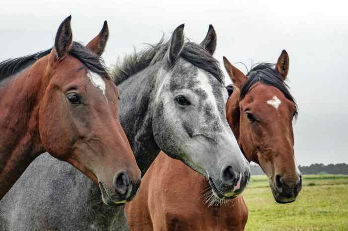 25 Horse Sayings, Expressions, and Idioms Explained - HubPages