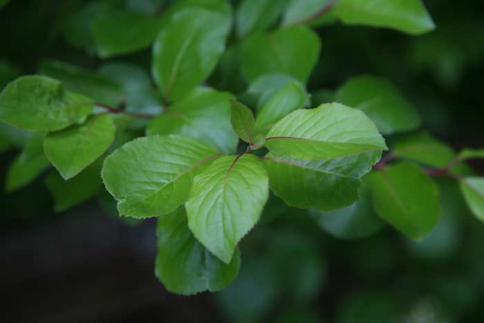 The Healing Properties of Black Haw - HubPages