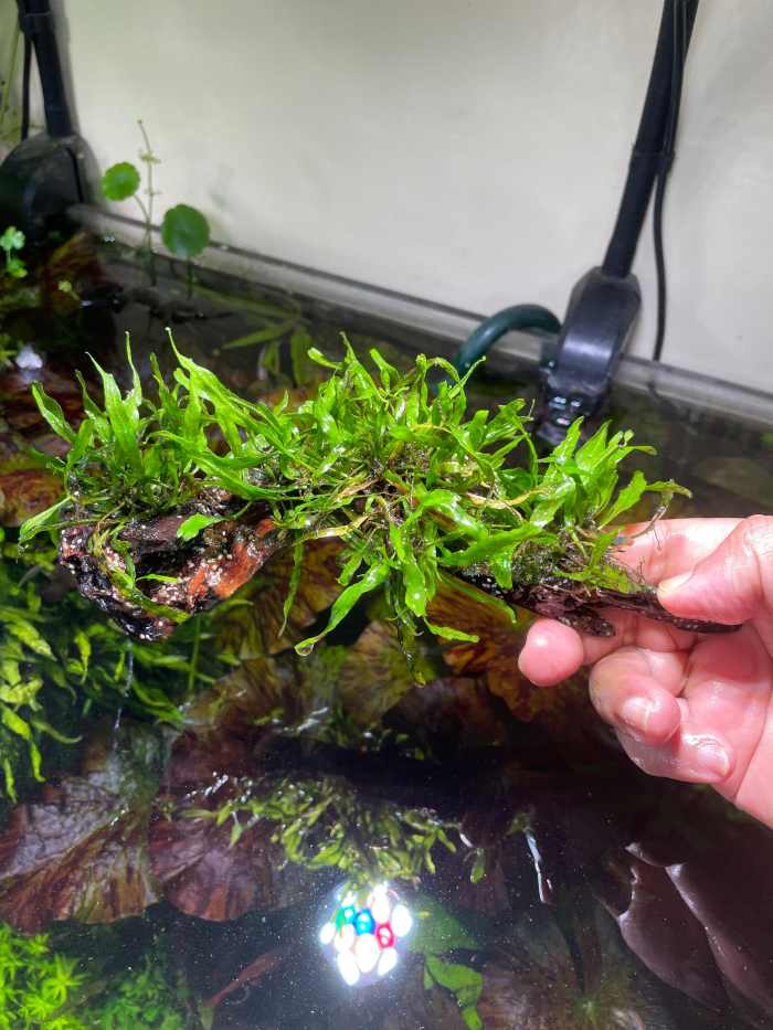 Illustrated Guide to the Top 5 Aquatic Ferns - HubPages