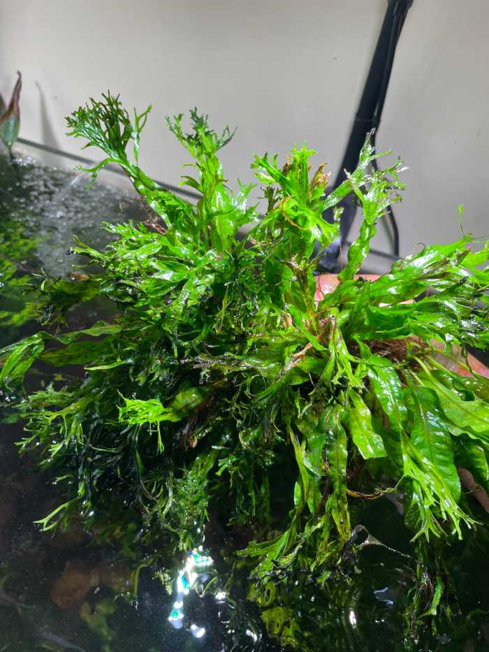 Illustrated Guide to the Top 5 Aquatic Ferns - HubPages