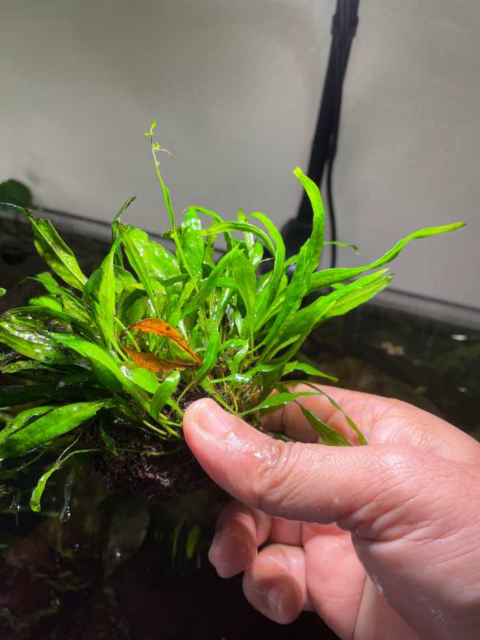 Illustrated Guide to the Top 5 Aquatic Ferns - HubPages