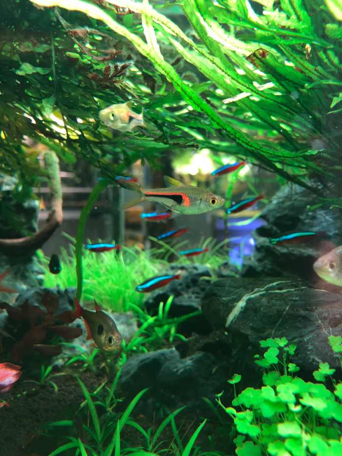 Illustrated Guide to the Top 5 Aquatic Ferns - HubPages