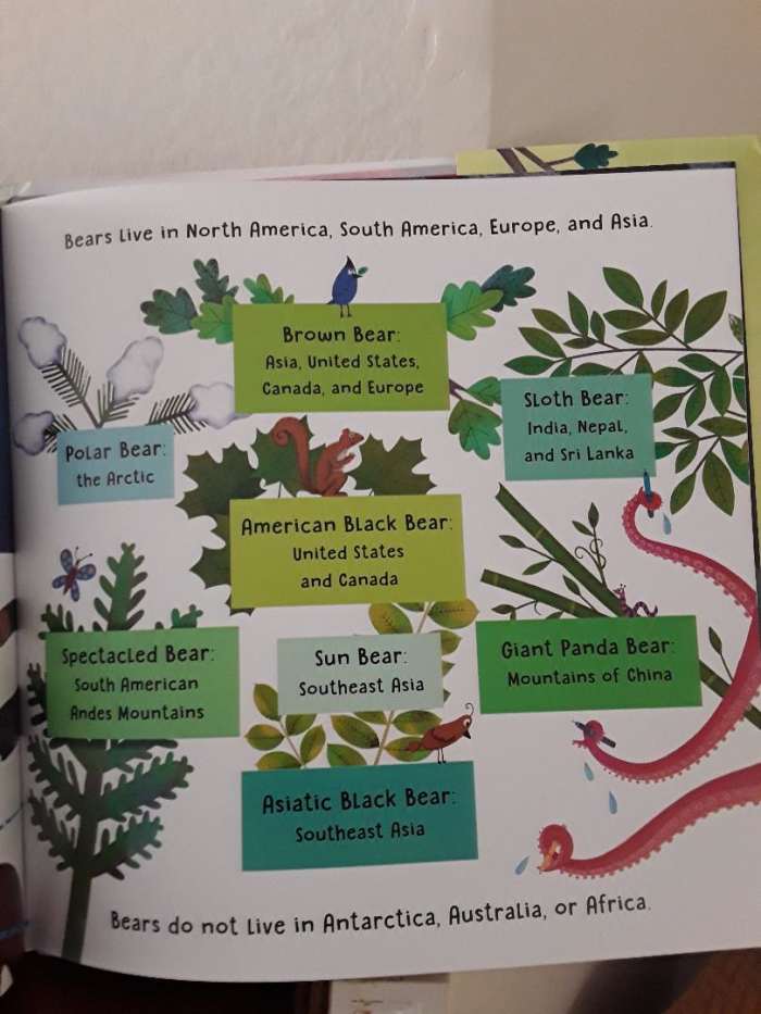 Bear Facts in Creatively Written Non-Fiction Picture Book for Young ...