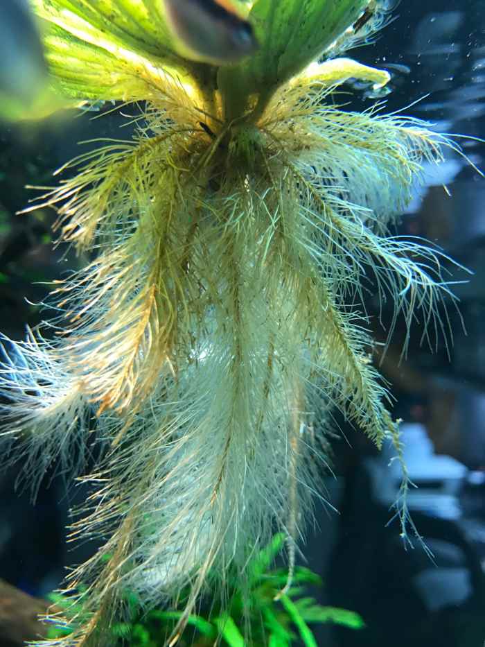 25 Plants That Make a Perfect Dutch Aquarium - HubPages