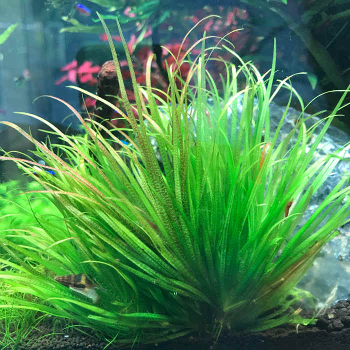 25 Plants That Make a Perfect Dutch Aquarium - HubPages