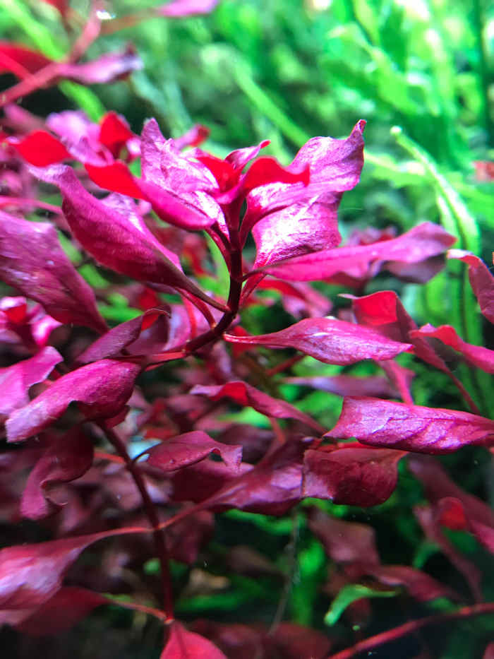 25 Plants That Make a Perfect Dutch Aquarium - HubPages