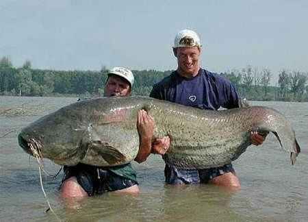 Am I Eating Poison Catfish - HubPages
