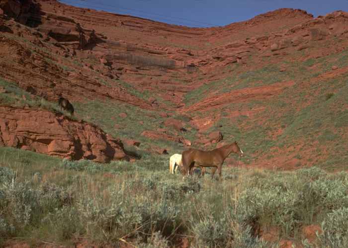 22 Ways to Enjoy Animals When You Can't Keep a Pet - HubPages