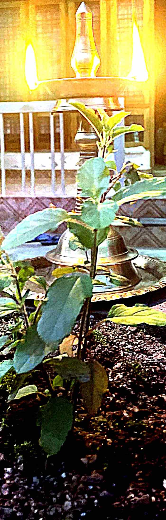 Tulsi and Thulasithara in Hindu Houses - HubPages