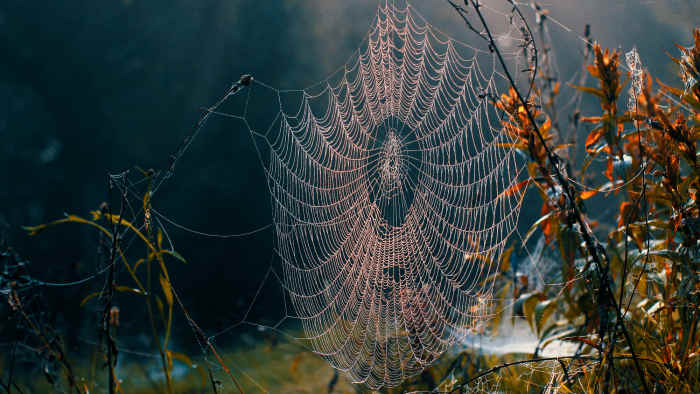 Easy 5-Step Stick Spider Web Craft for Halloween - HubPages