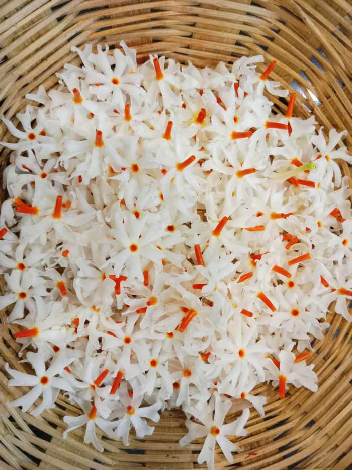 How to Grow Auspicious Parijat Flowers: Interesting Facts and Symbolism ...