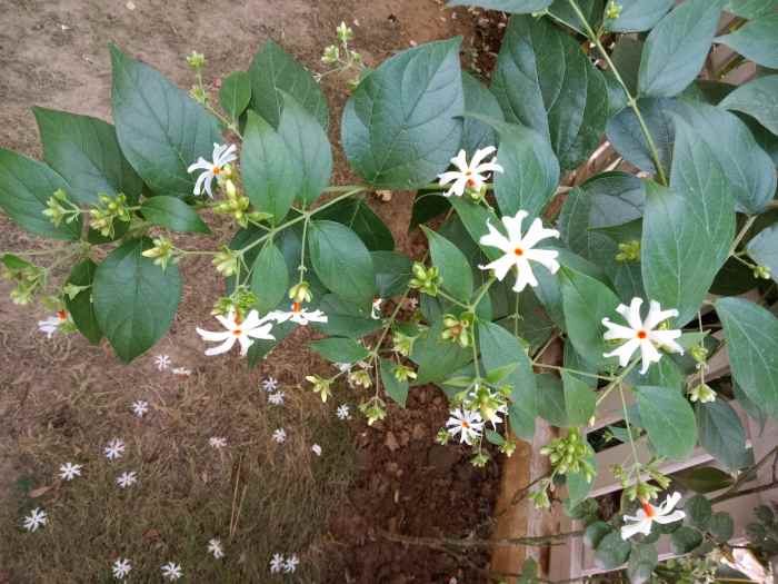 How to Grow Auspicious Parijat Flowers: Interesting Facts and Symbolism ...