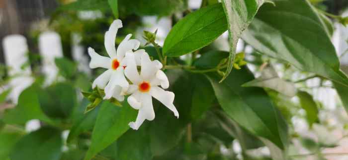 How to Grow Auspicious Parijat Flowers: Interesting Facts and Symbolism ...