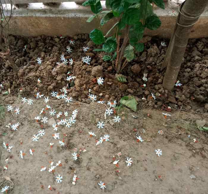 How to Grow Auspicious Parijat Flowers: Interesting Facts and Symbolism ...