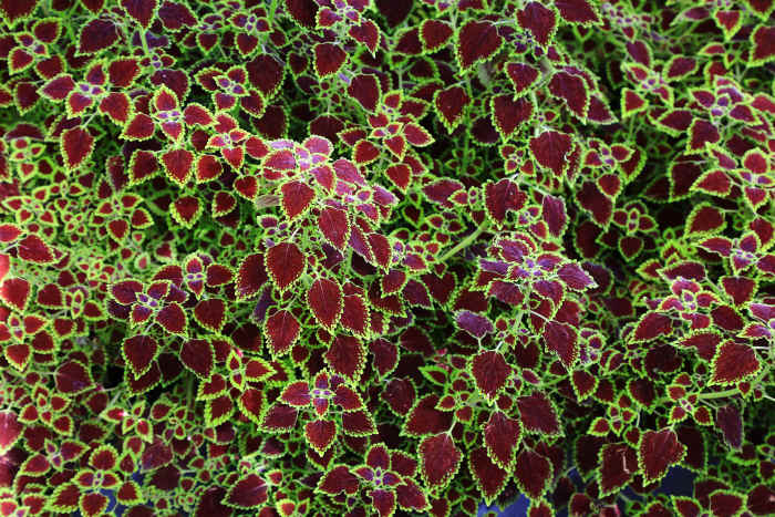 Can You Propagate Coleus Cuttings in the Fall? - Dengarden