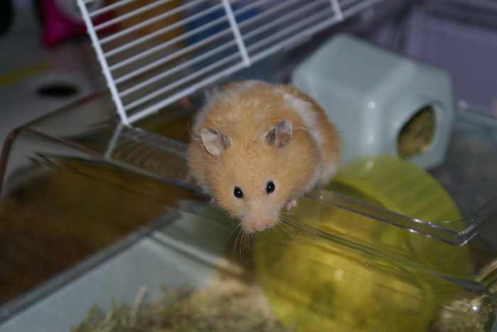 Syrian Hamsters Make Perfect Pets - HubPages