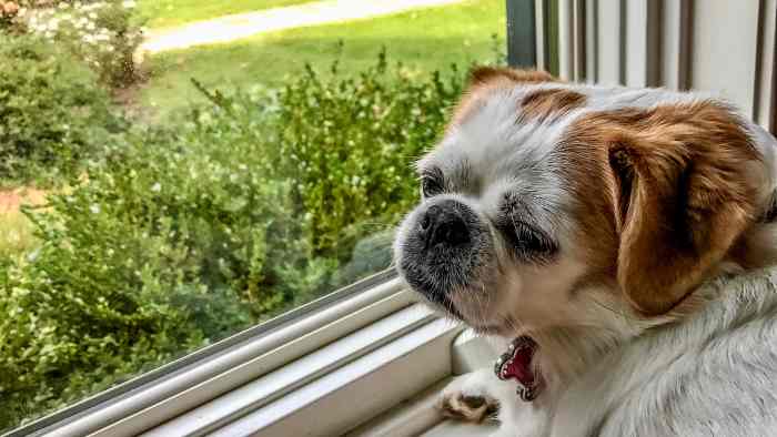 How Can I Stop My Dog From Barking at Dogs Passing by the House? - HubPages
