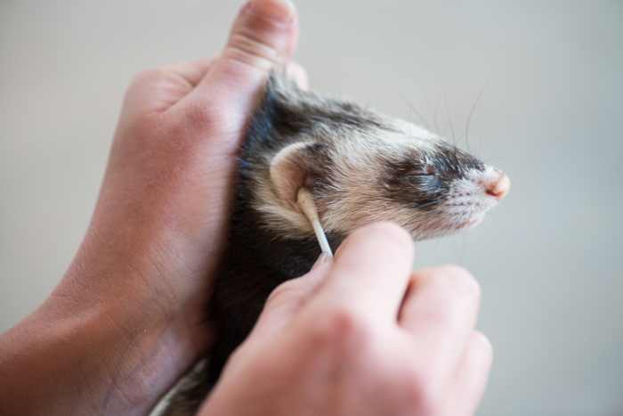 Ferret Health - All About the Ears - HubPages