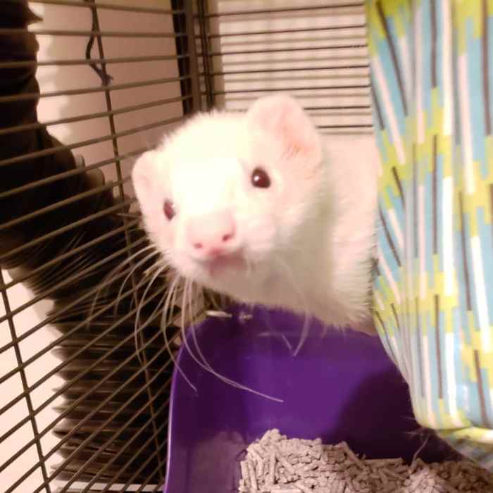 Ferret Health - All About the Ears - HubPages