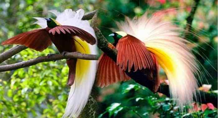 9 Rare Animals Native to Indonesia - HubPages