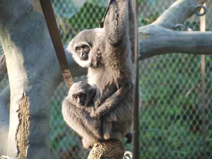 9 Rare Animals Native to Indonesia - HubPages