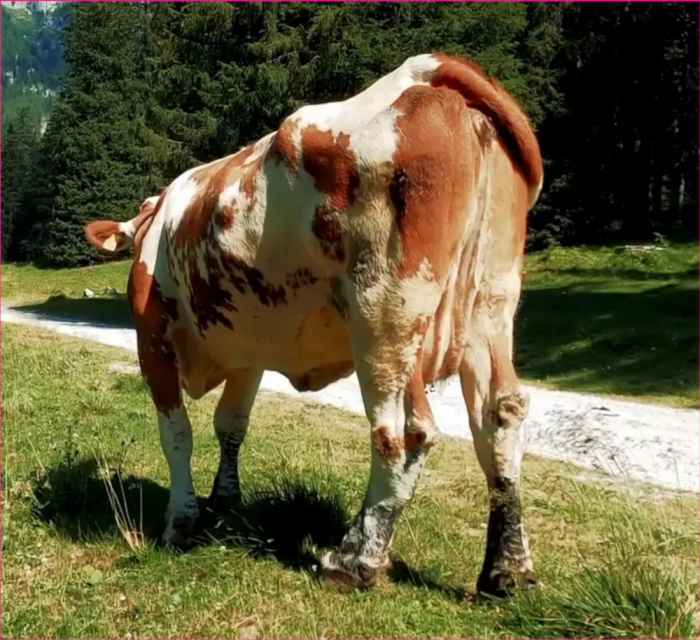 Cow Farts (Climate Change) - HubPages