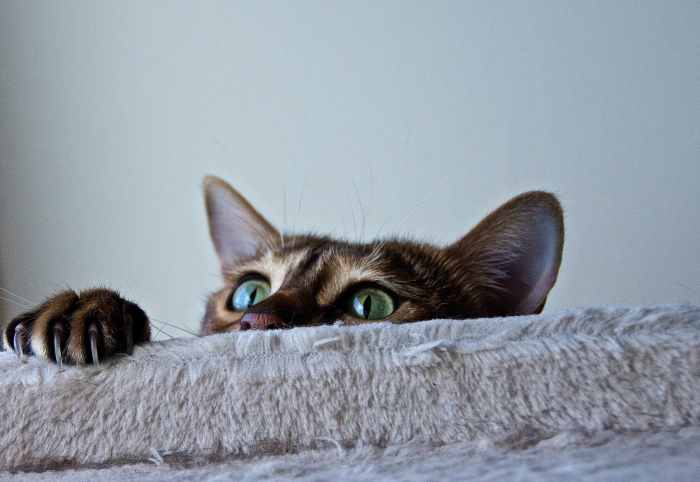 200 Clever Names for Curious Cats - HubPages
