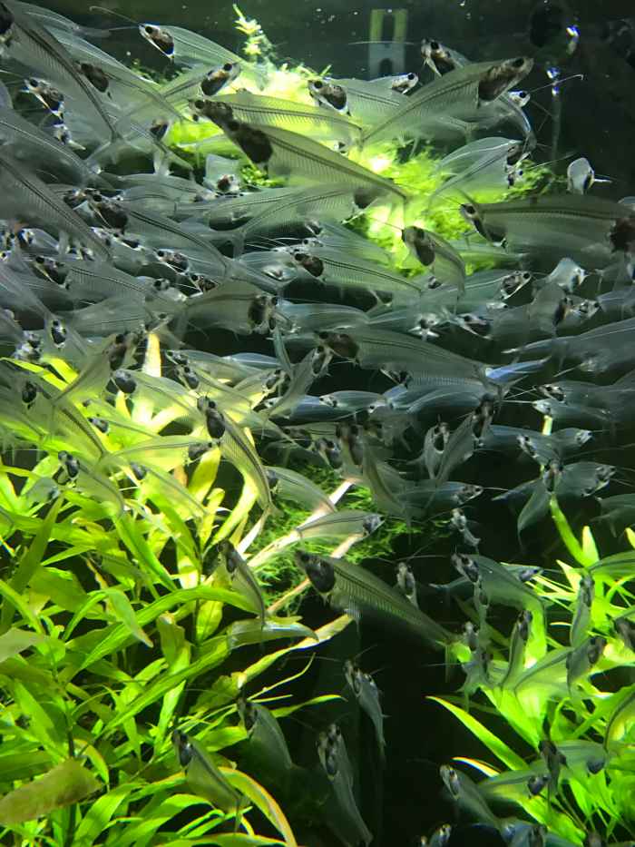 5 Unconventional Fish Species With Astonishing Anecdotes - HubPages