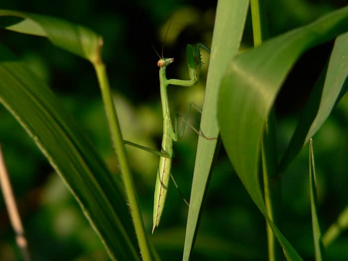 Weird Mating Habits of Insects - HubPages