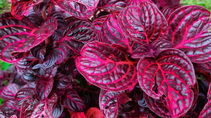 How to Grow Iresine - HubPages