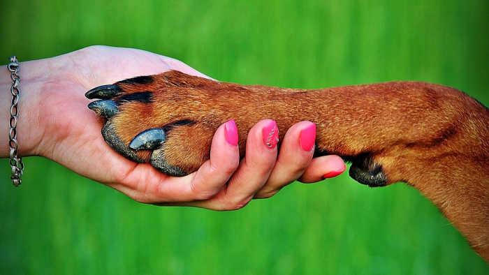How to Train a Dog to Shake Hands? 3 Different Strategies for Success ...