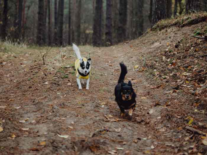 Why Does My Dog Keep Stretching Its Neck and Looking Up? - HubPages