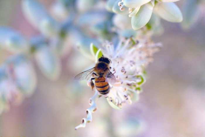 The Celtic Lore of the Honey Bee - Owlcation