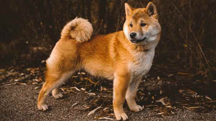 The Ultimate Guide to Shiba Inu Dogs: Breed Traits, Training Tips, and ...
