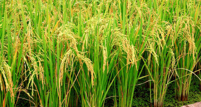 Facts About the Rice Plant: History, Description, Uses and Health ...