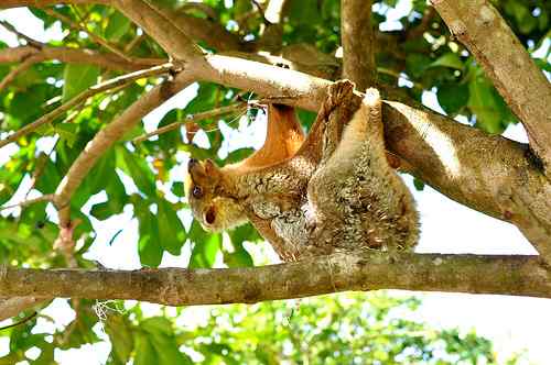 Meet the Philippine Wildlife World Record Holders - HubPages