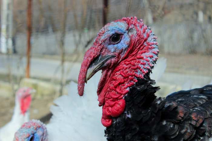 Talking Turkey: 5 Festive Fowl Facts - HubPages