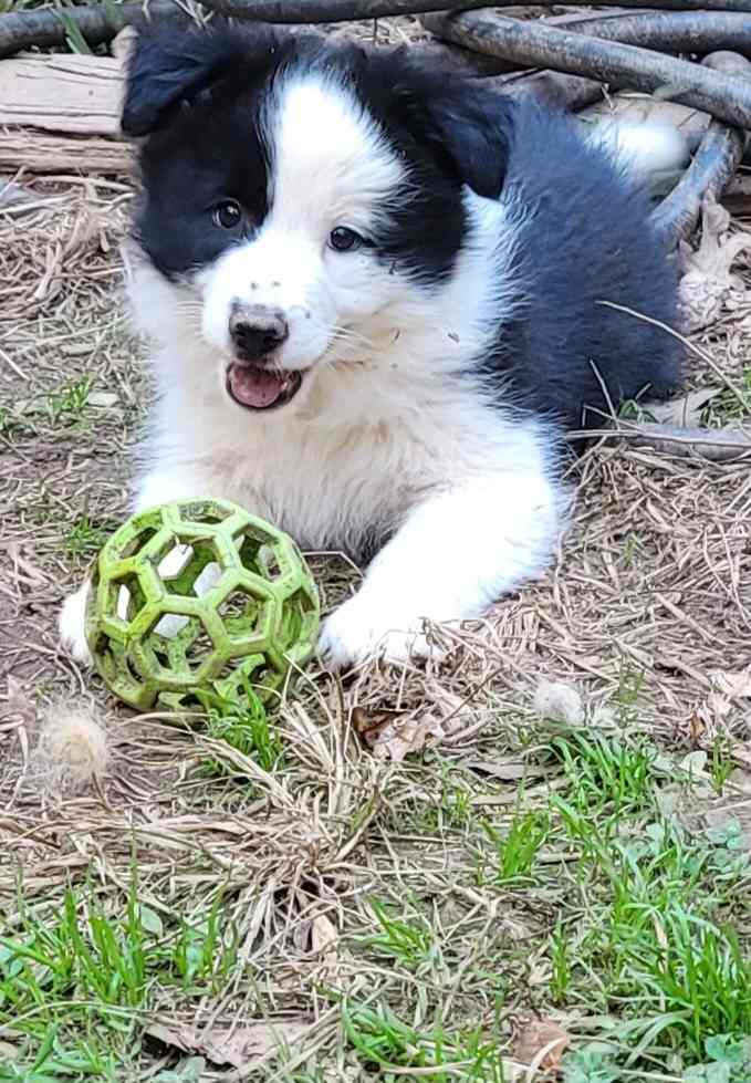 200+ Unique Greek Dog Names for Your Male Dog From Myth - HubPages