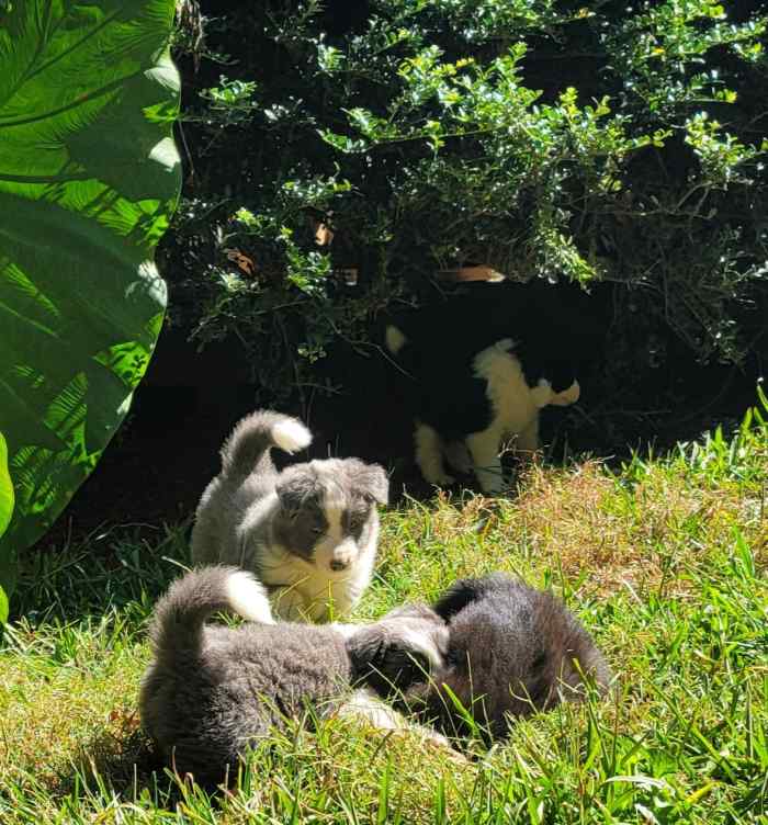 200+ Unique Greek Dog Names for Your Male Dog From Myth - HubPages