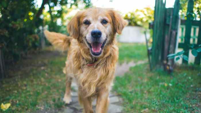 Tips to Correct Muscle Atrophy in Dogs - HubPages