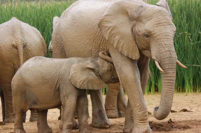 Seeing Elephants in the Wild - HubPages