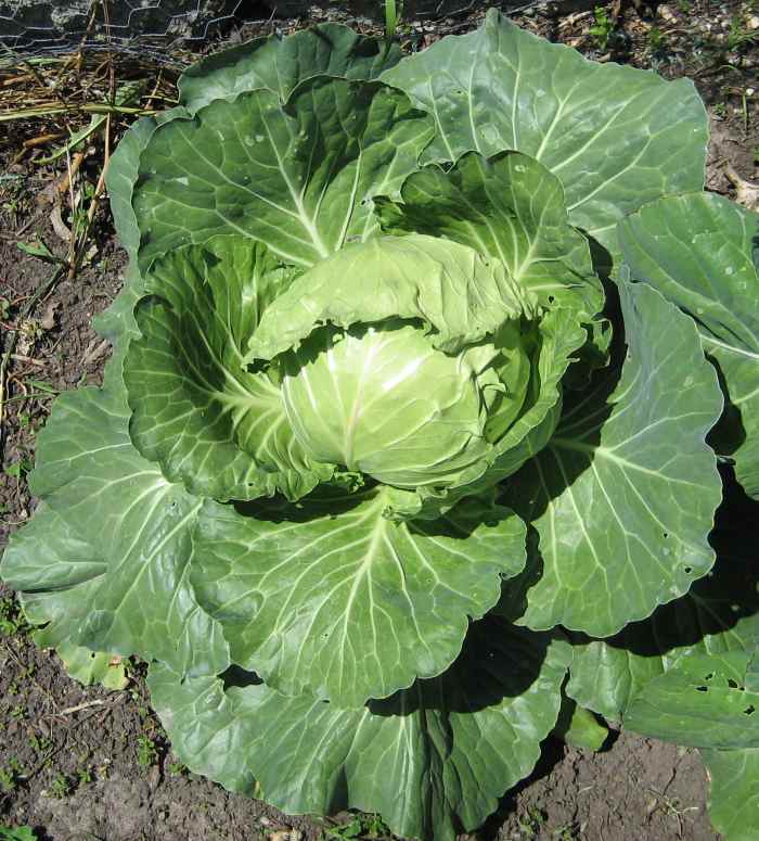 Spotlight on the Cabbage: History, Health Benefits, and Recipes - HubPages