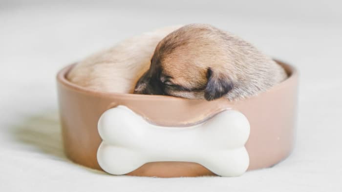 Managing Dog Food Portions: Tips for a Healthy Weight - HubPages Managing Dog Food Portions: Tips for a Healthy Weight - HubPages