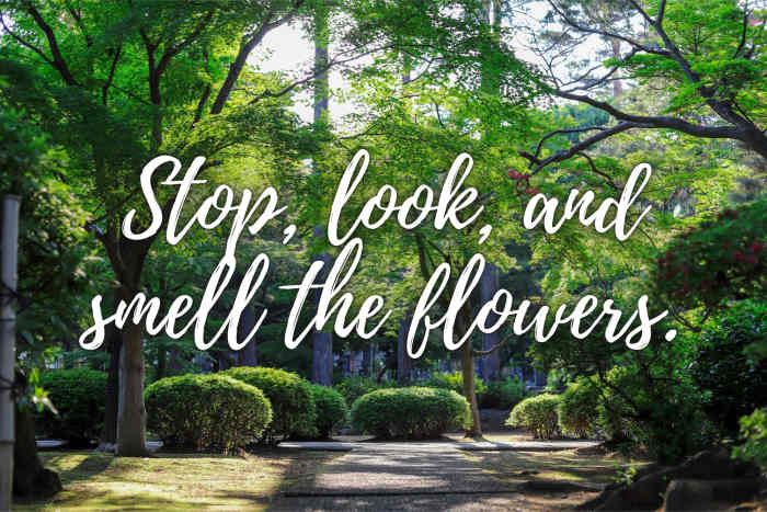 150+ Garden Quotes and Caption Ideas for Instagram - HubPages