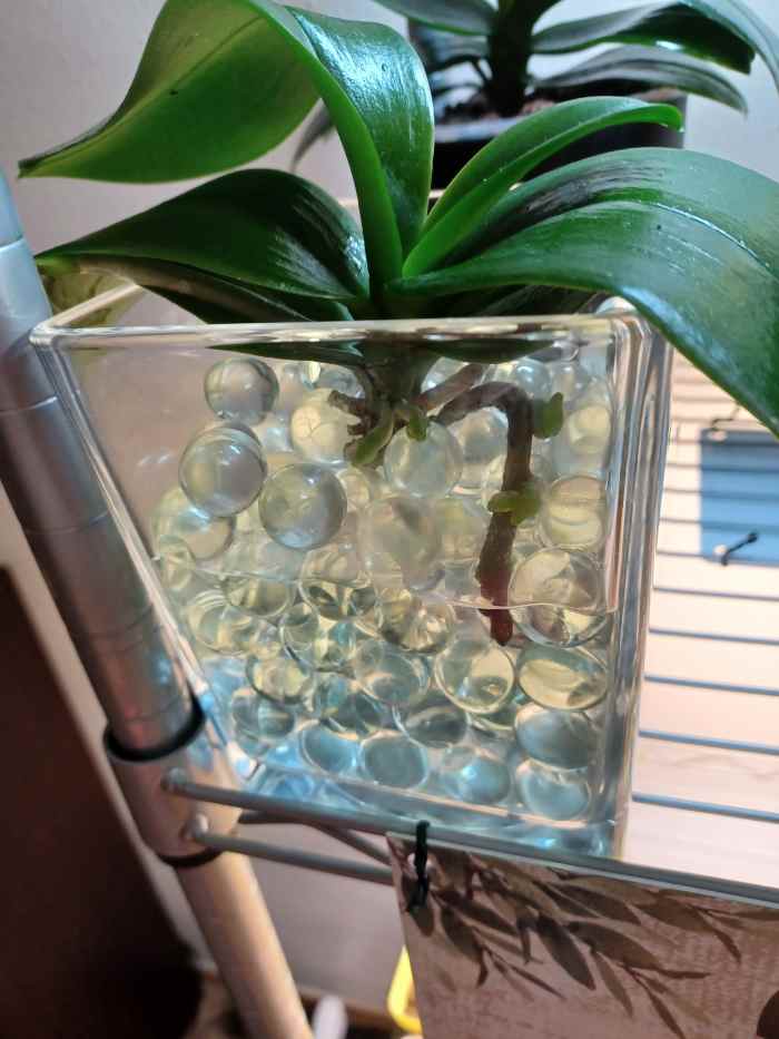 Water Culture Your Phalaenopsis Orchid - HubPages