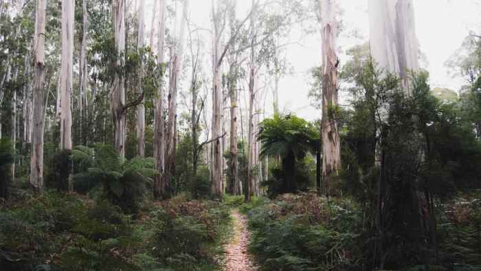 The Story of Hansel and Gretel: Summary, Symbolism, and Interpretations ...